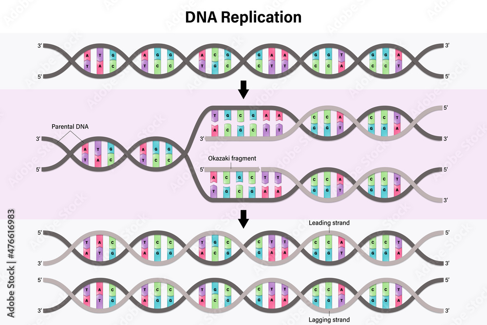 Diagram of DNA replication. Process by which a double stranded DNA molecule is copied to produce ...