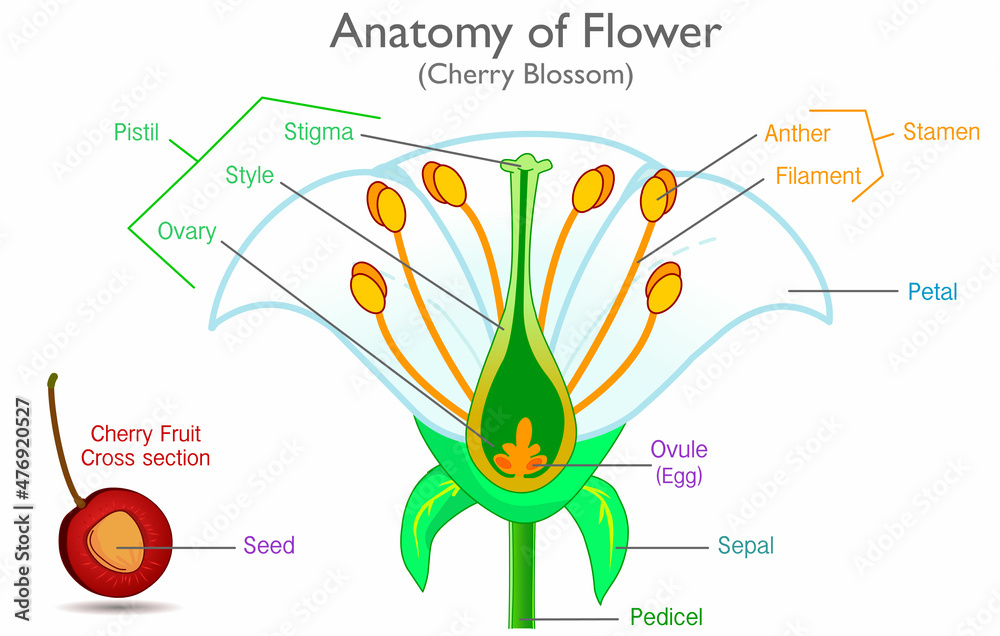 Anatomy of flower, fruit cross section. Plant reproduction system ...