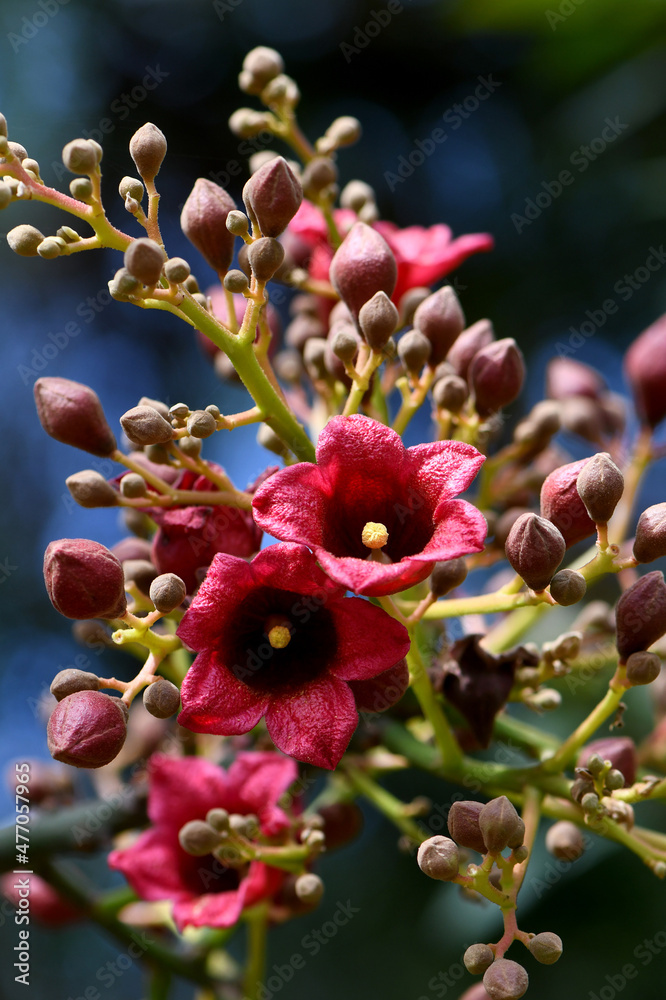 Foto Large red pink bell shaped flowers of the Australian native ...