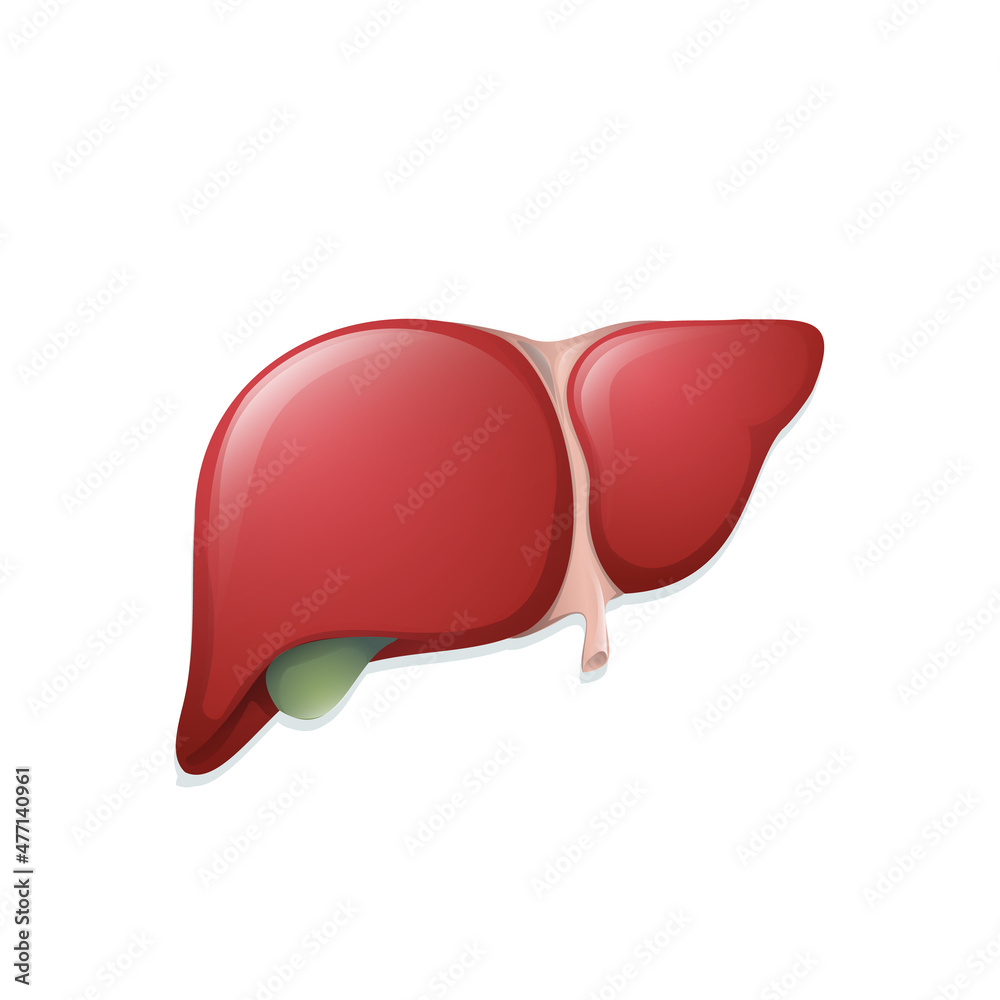 Vector illustration of healthy human liver. Cartoon body organ icon as ...