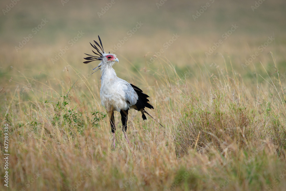 Secretarybird or Secretary Bird - Sagittarius serpentarius large ...