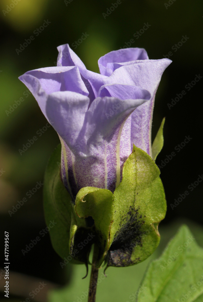 Apple-of-Peru ( Nicandra physalodes ) close-up with flourishing blossom ...