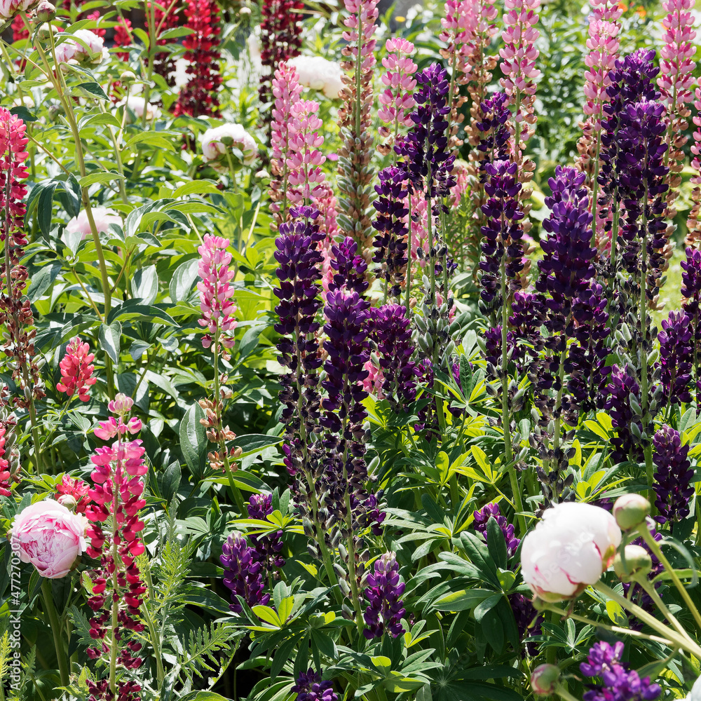 Lupinus polyphyllus Russell Mix | Lupins polyphylles vivaces Russell ...