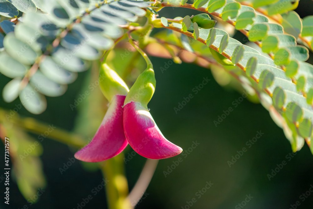 Selective focus of pink flowers hanging on the tree, Sesbania ...
