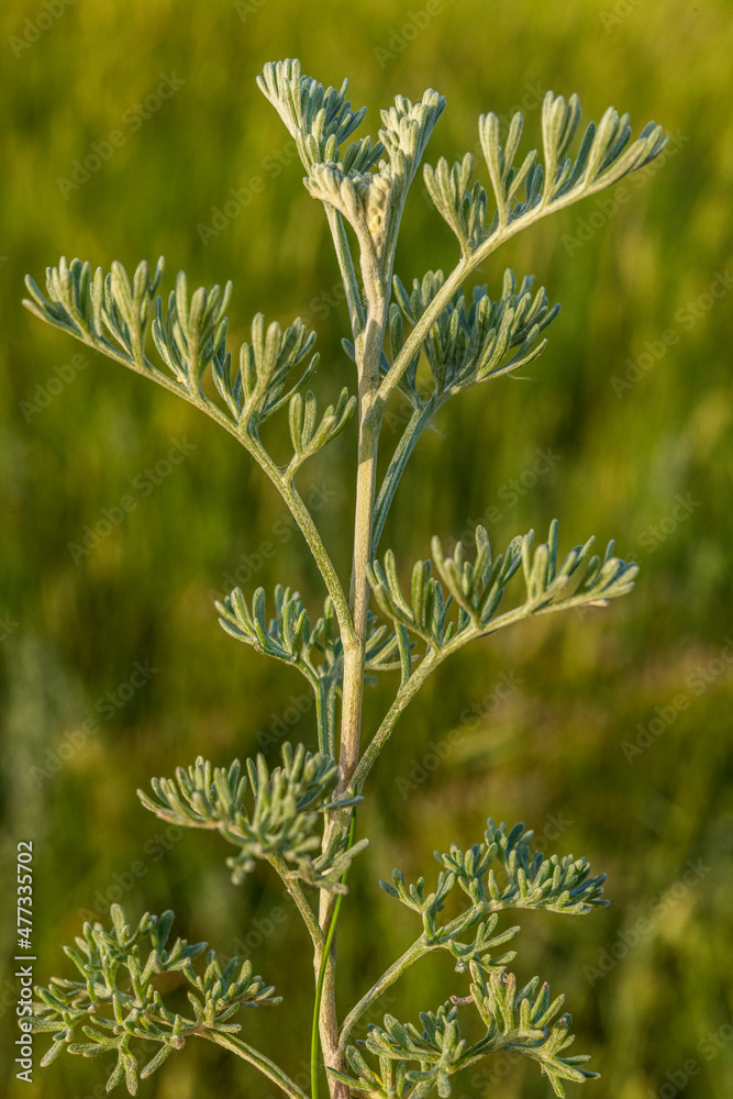 Armoise maritime (Artemisia maritima, absinthe de mer, sanguenite ...
