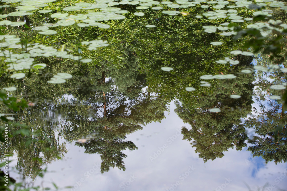reflection of pine trees with green spikes foliage on surface of a lake ...