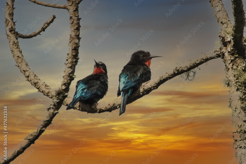 Photo Stock Black bee-eater, Merops gularis, bird in the family ...