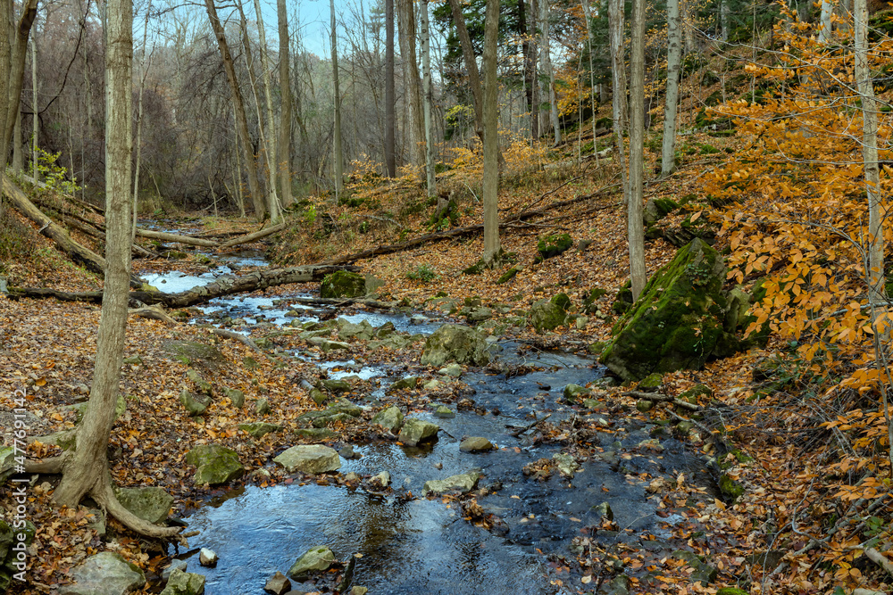 Stream running through very scenic woods in the carolinian forest at ...