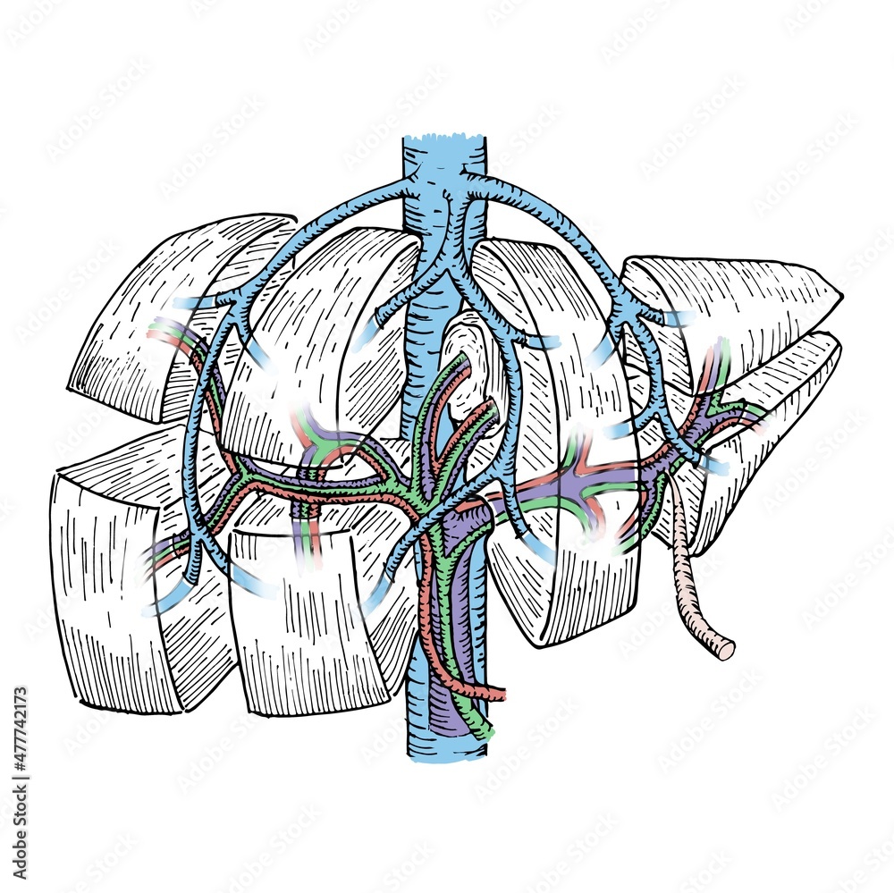 Ilustración de Stock Liver anatomy: Couinaud hepatic segmentation ...