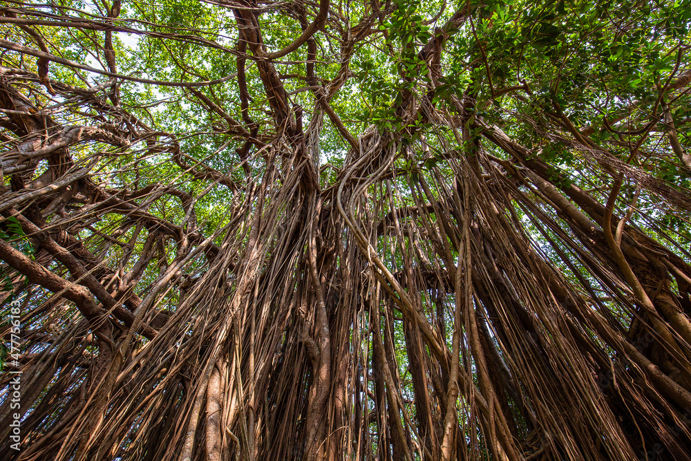 Old ancient Banyan tree with long roots that start at the top of the branches to the ground ...