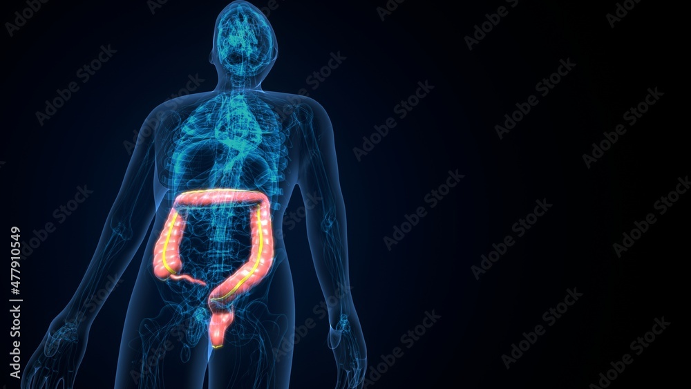 Large Intestine 3D Illustration Human Digestive System Anatomy 素材庫插圖 ...