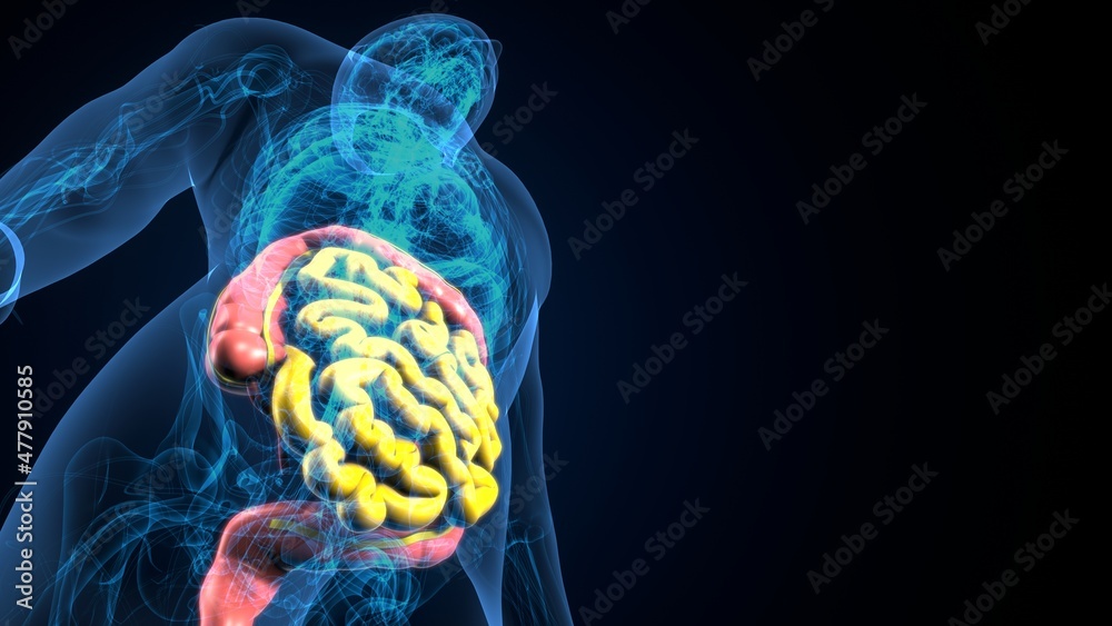Small and Large Intestine 3D Illustration Human Digestive System ...