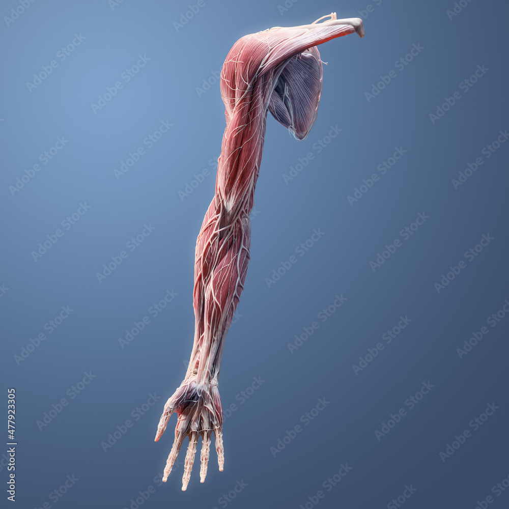 Full arm 3d muscular anatomy anterior view, blue background Stock ...
