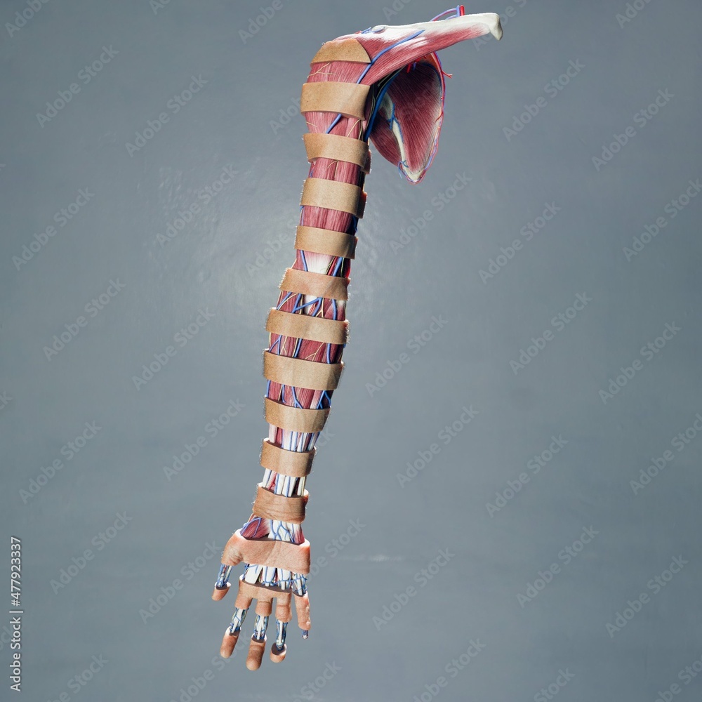 Full arm anterior anatomy, 3D w/ partial skin Stock Illustration ...