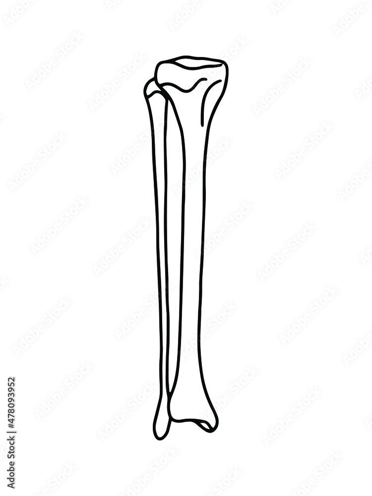 Vector de Stock Human tibia. Human anatomy vector, outline illustration ...