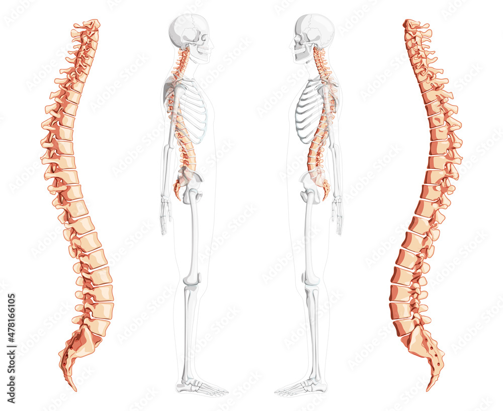 Human vertebral column side view with partly transparent skeleton ...