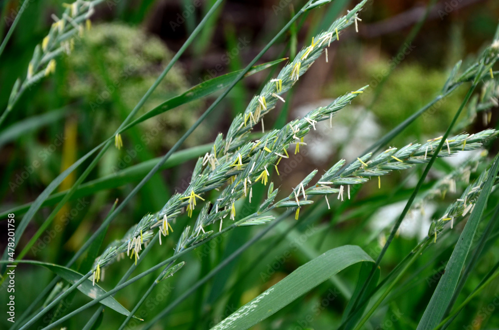 Couch grass green grass grows outdoors with dew .grass and weeds Elymus ...