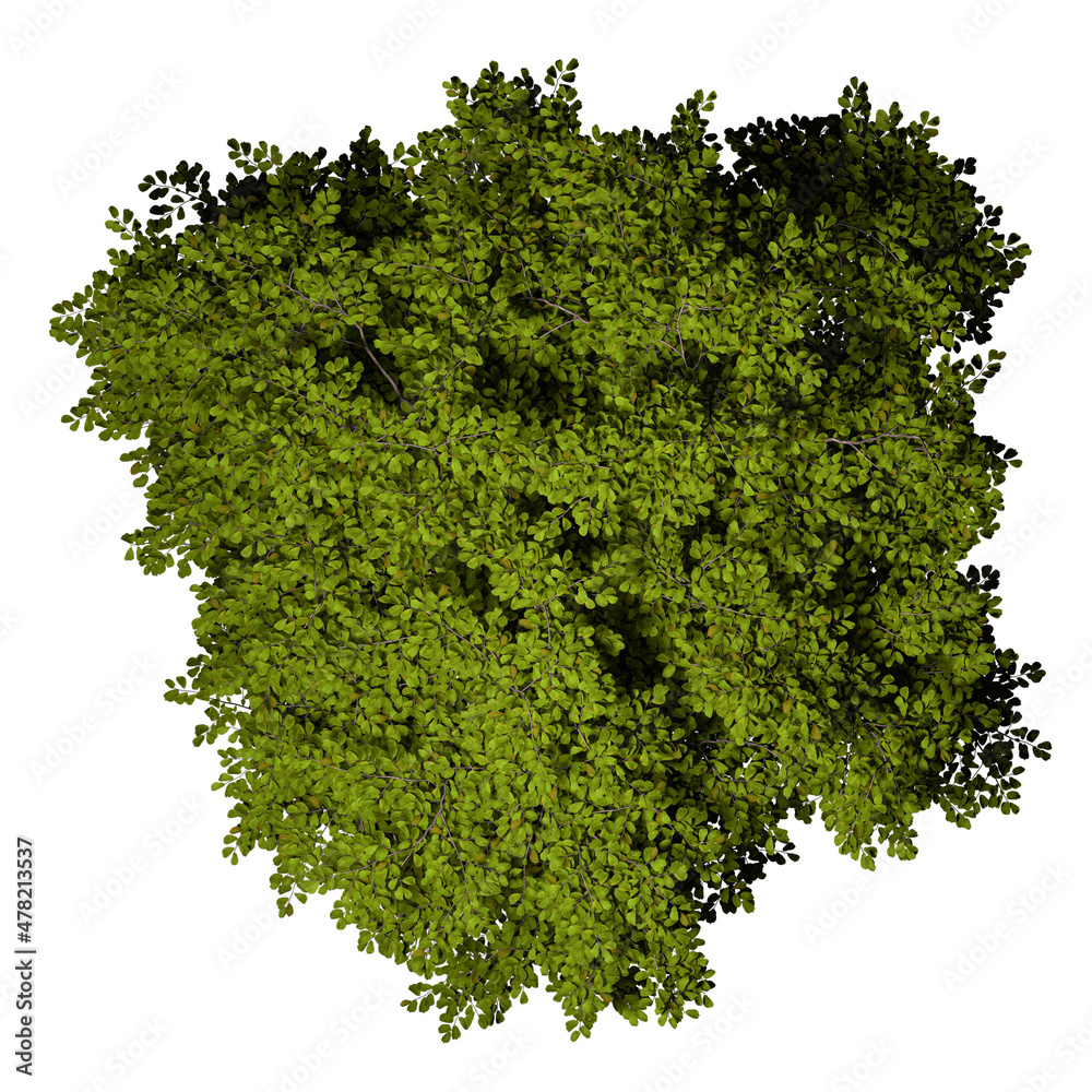 VEGETATION TOP VIEW - TREES PLANTS AND BUSHES IN PLAN Stock ...