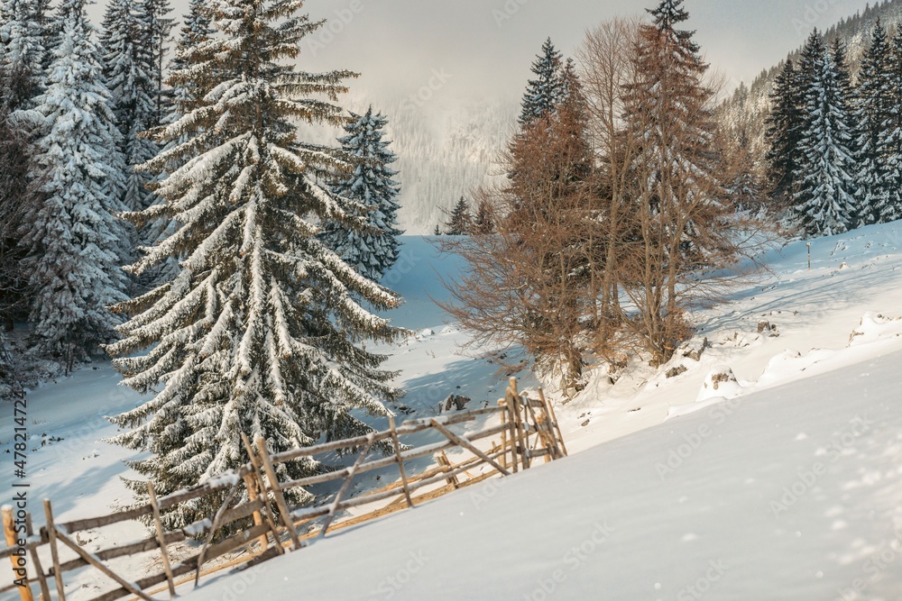 Sheepfold in the mountain. Poiana Zanoaga in valley, Piatra Craiului ...