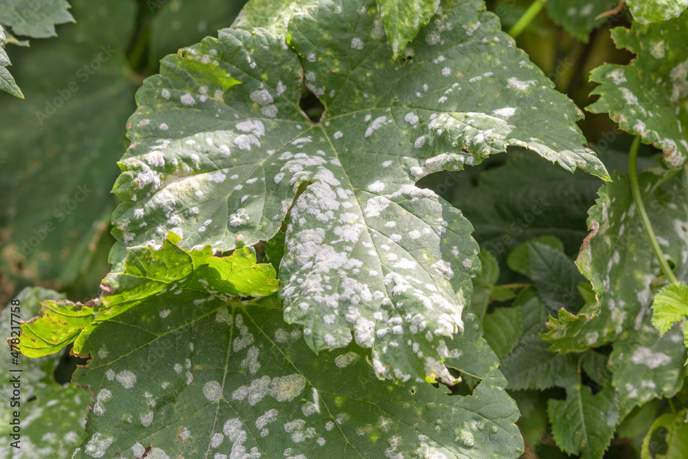 Photo Stock Oidium and Powdery mildew of grape. Selective focus. Topic - diseases and pests of ...