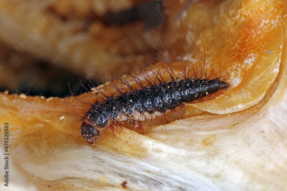 Dermestes undulatus is a species of carpet beetle in the family ...