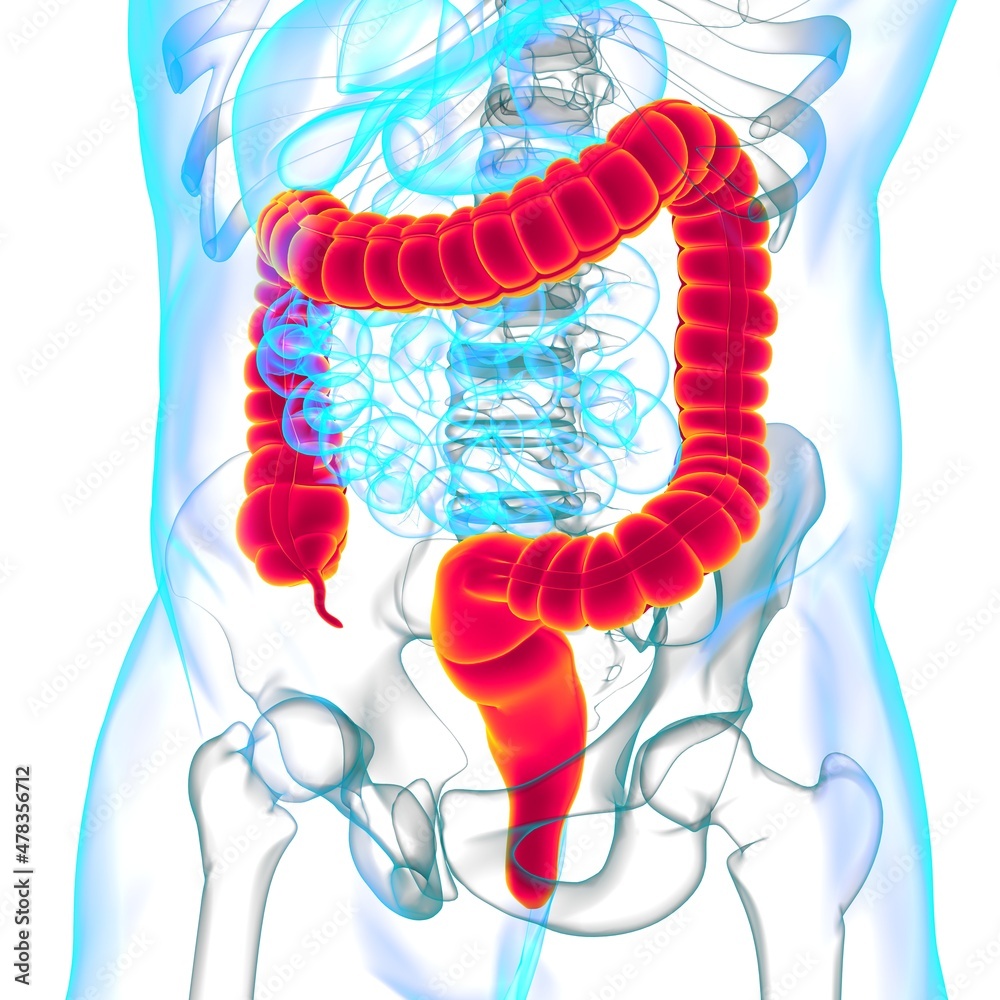 Large Intestine 3D Illustration Human Digestive System Anatomy Stock ...