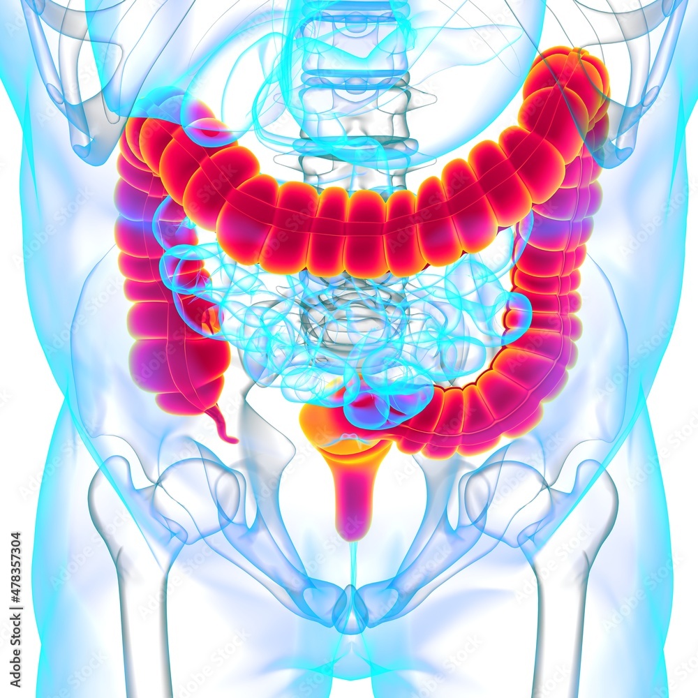 Large Intestine 3D Illustration Human Digestive System Anatomy Stock ...