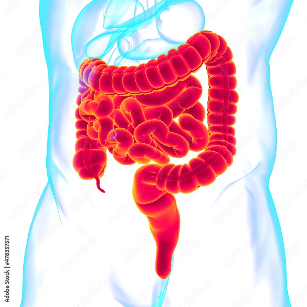 Small and Large Intestine 3D Illustration Human Digestive System ...