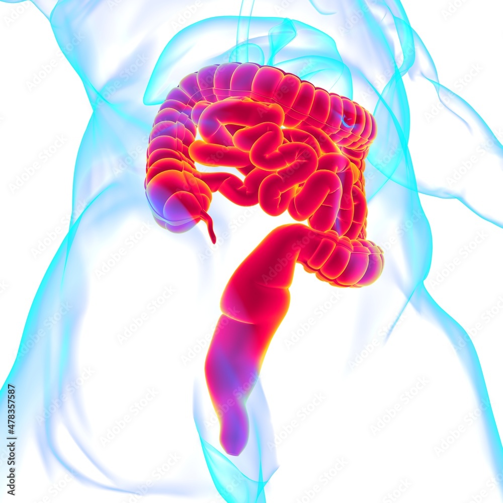 Small and Large Intestine 3D Illustration Human Digestive System ...