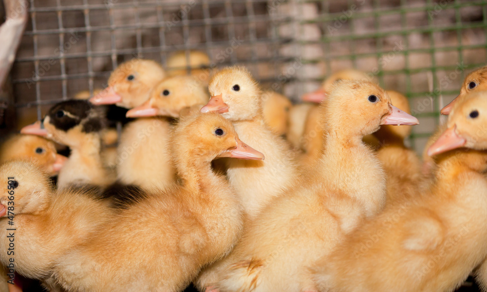 Little yellow ducklings in a cage at the poultry farm. Industrial ...