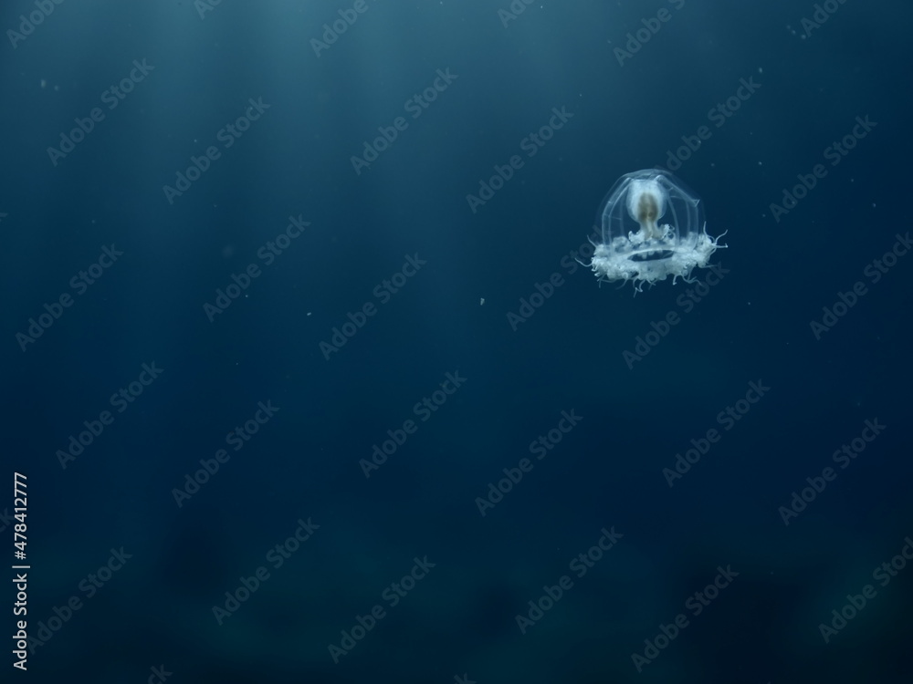 Turritopsis nutricula Turritopsis dohrnii Oceania O. armata immortal ...