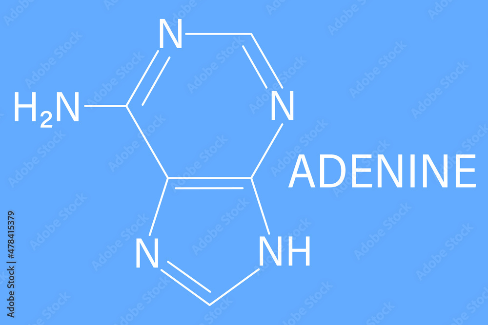 Adenine purine nucleobase molecule. Base present in DNA and RNA ...