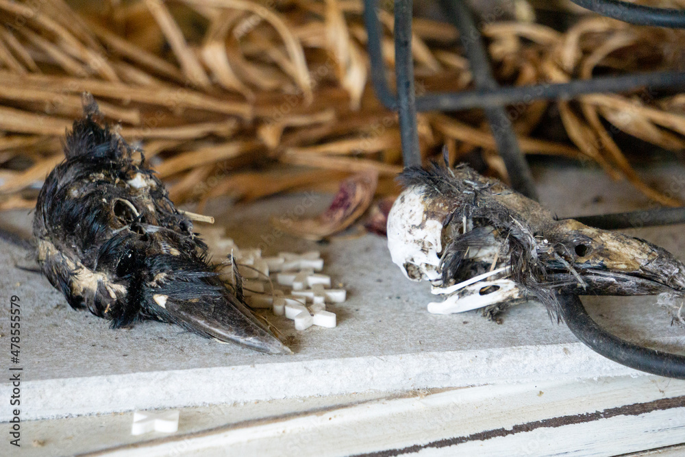 Decomposing raven skulls Stock Photo | Adobe Stock