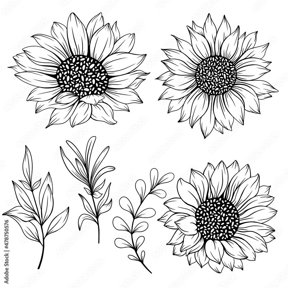 Sunflower Outline, Sunflower Line Art, Floral Line Drawing, black and white sunflowers vector ...