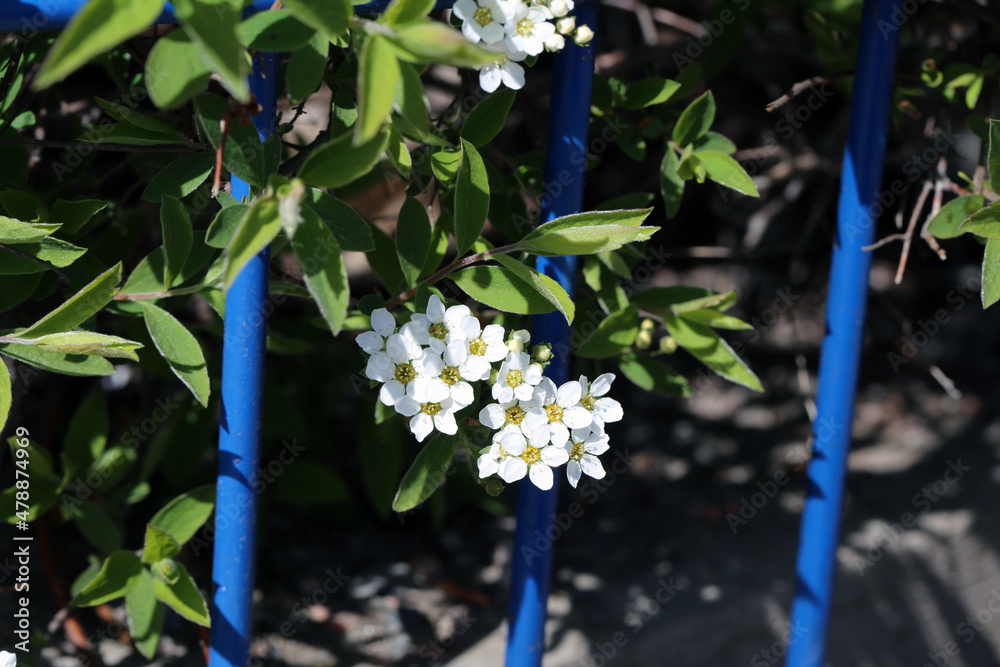 Beautiful white spiraea aka meadowsweet (fin: pengasangervo) flowers ...