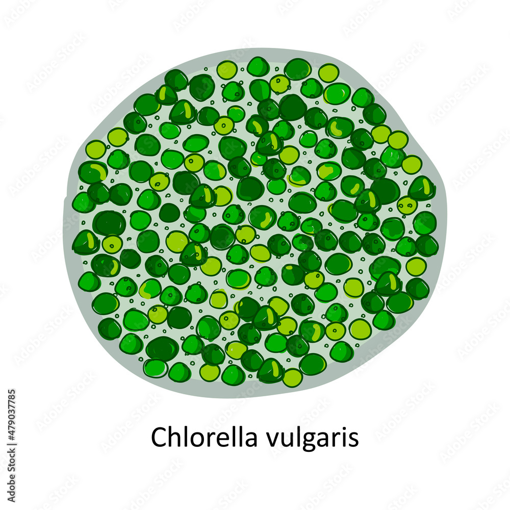 Chlorella - a genus of single-celled green algae belonging to the ...