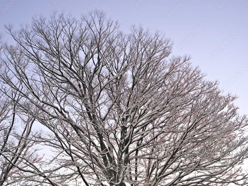 Tokyo,Japan - January 7, 2022: Snow-covered Japanese zelkova tree ...