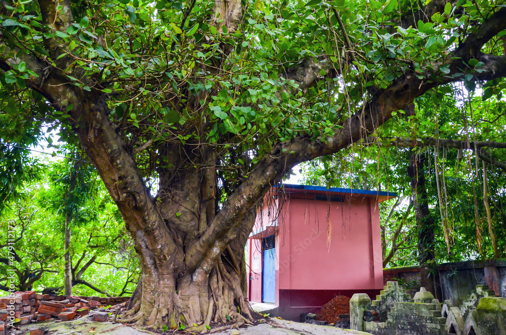 Old banyan tree or ficus benghalensis also known as banyan fig or ...