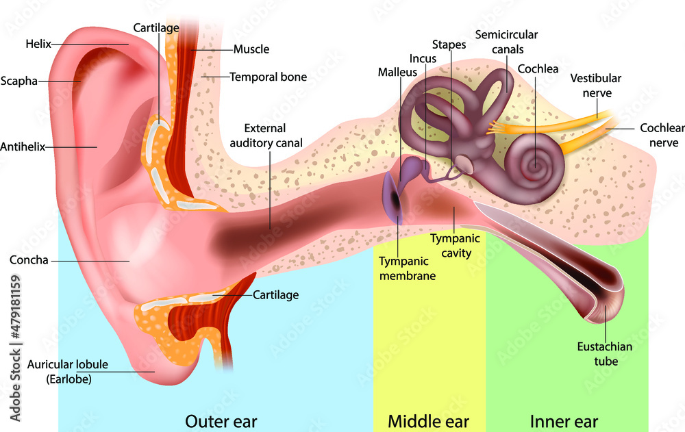 Human Ear Anatomy. Ear structure anatomical diagram. The human ear ... Human Ear Anatomy. Ear structure anatomical diagram. The human ear ...