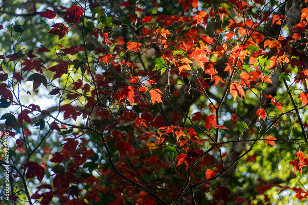 Maple leaves on the tree in the Phu Hin Rong Kla National park ...