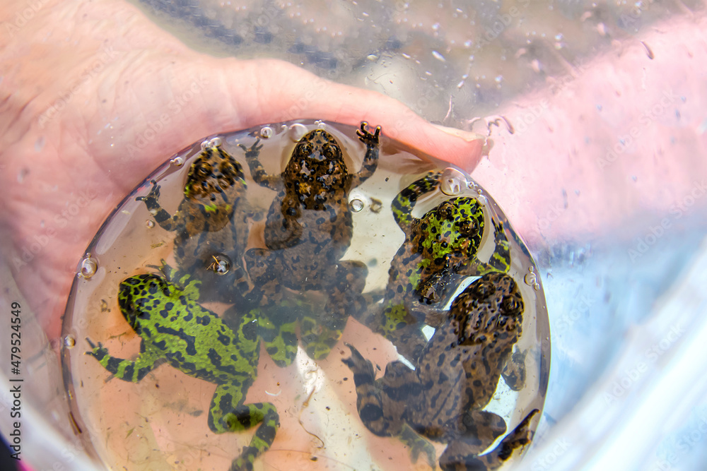 Far Eastern toads, Green tropical frog in Asia. Amphibian on the hand ...