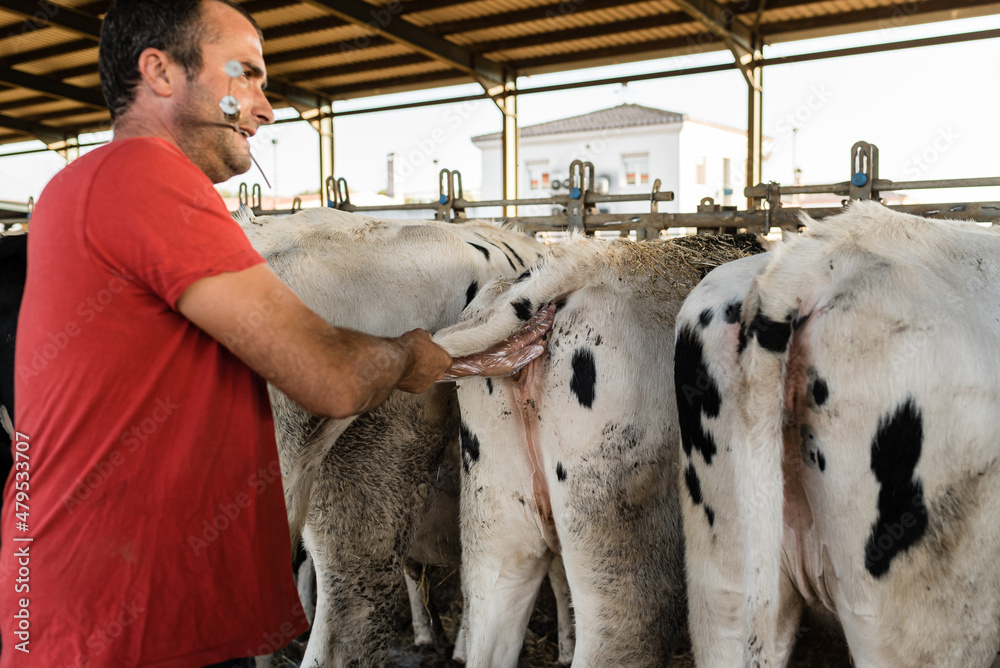 Farmer doing artificial insemination on a cow in a barn on a farm ...