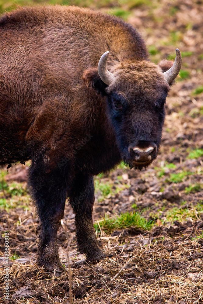 Bison from a reservation in Romania (Endangered animals) Carpathian ...