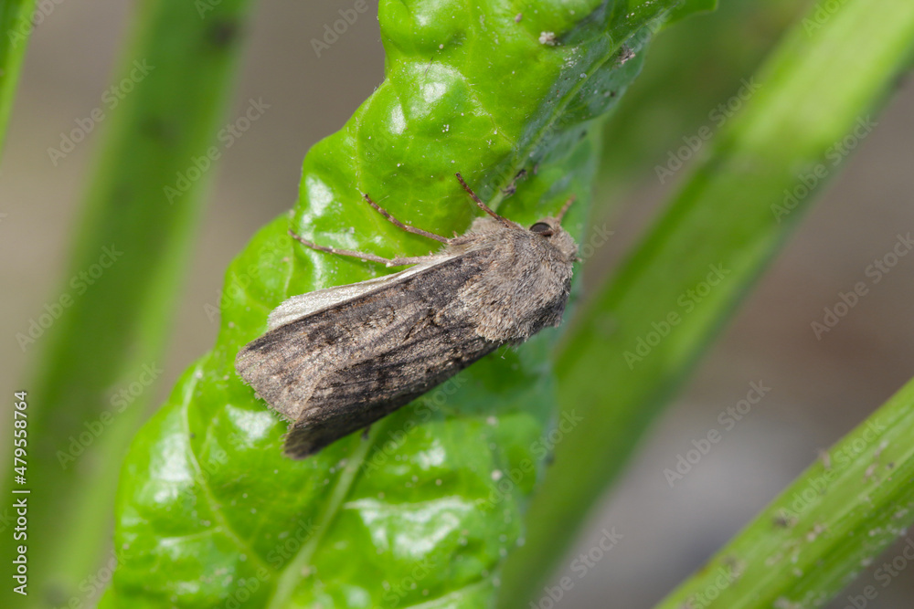 Turnip moth - Agrotis segetum - Owlet moth Noctuidae on sugar beet ...
