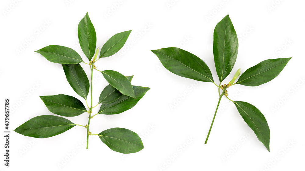 Camphor or Cinnamomum camphora branch green leaves isolated on white ...