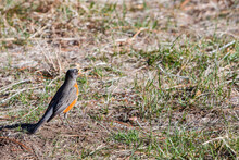 American Robin In Grass Close-up Free Stock Photo - Public Domain Pictures