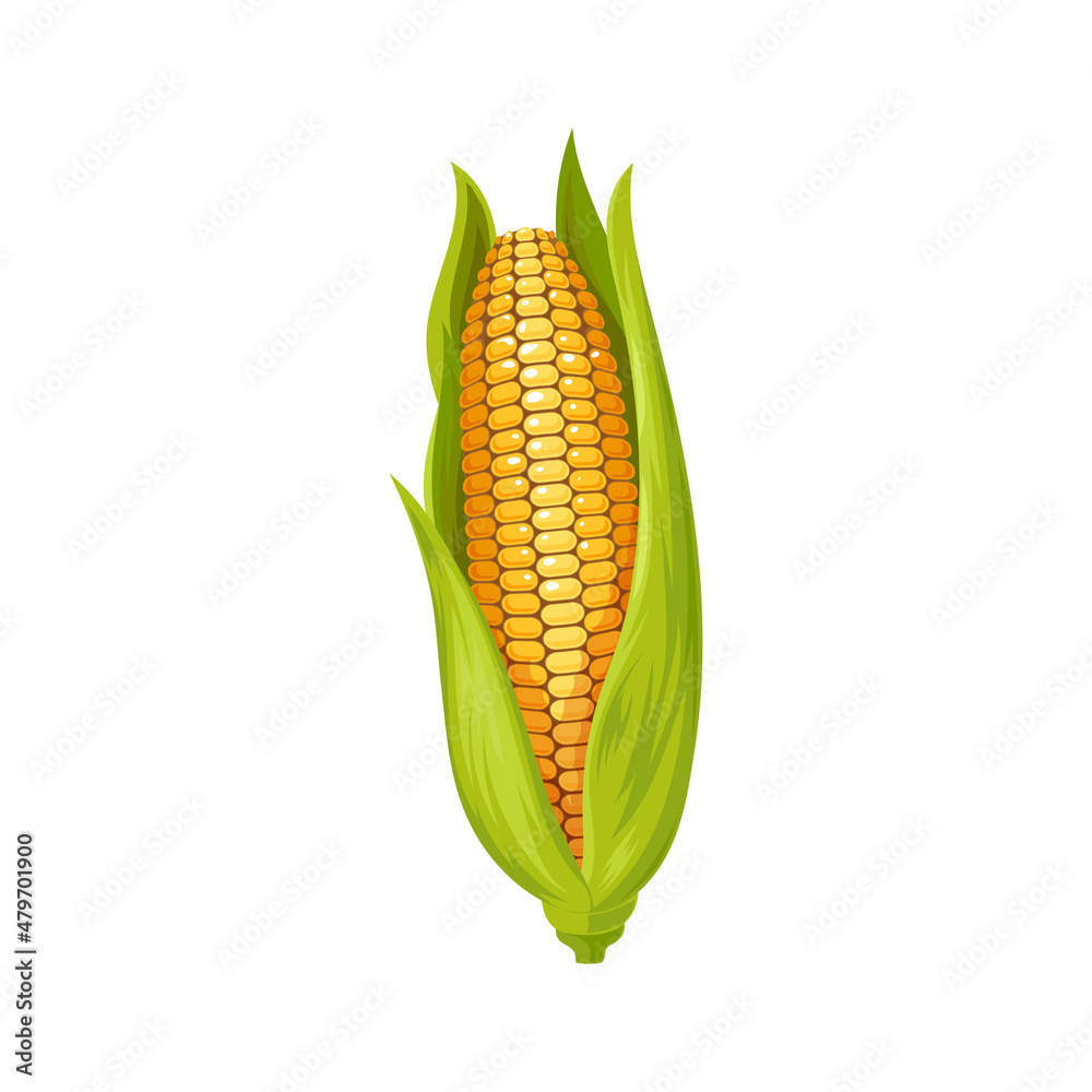 Corn cob isolated yellow maize with leaves. Vector agriculture and ...