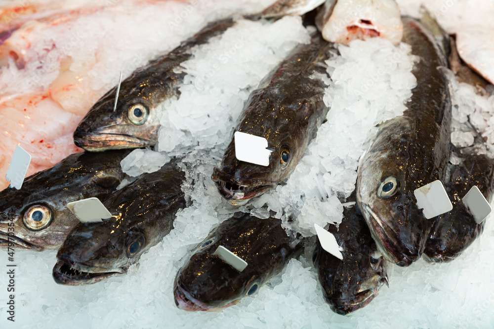 Fresh cooled European hakes (Merluccius merluccius) on crushed ice in ...