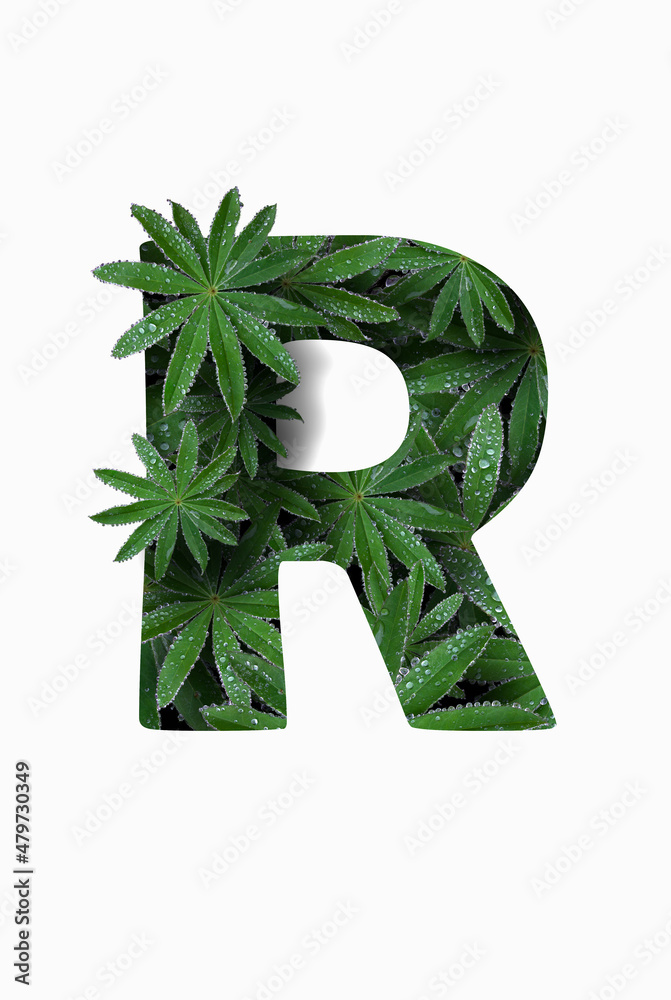 The English letter of the alphabet R, isolated on a white background ...