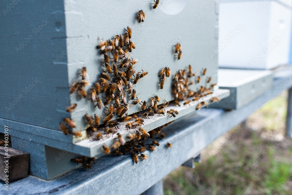 Hive of bees swarming during honey harvest Stock Photo | Adobe Stock